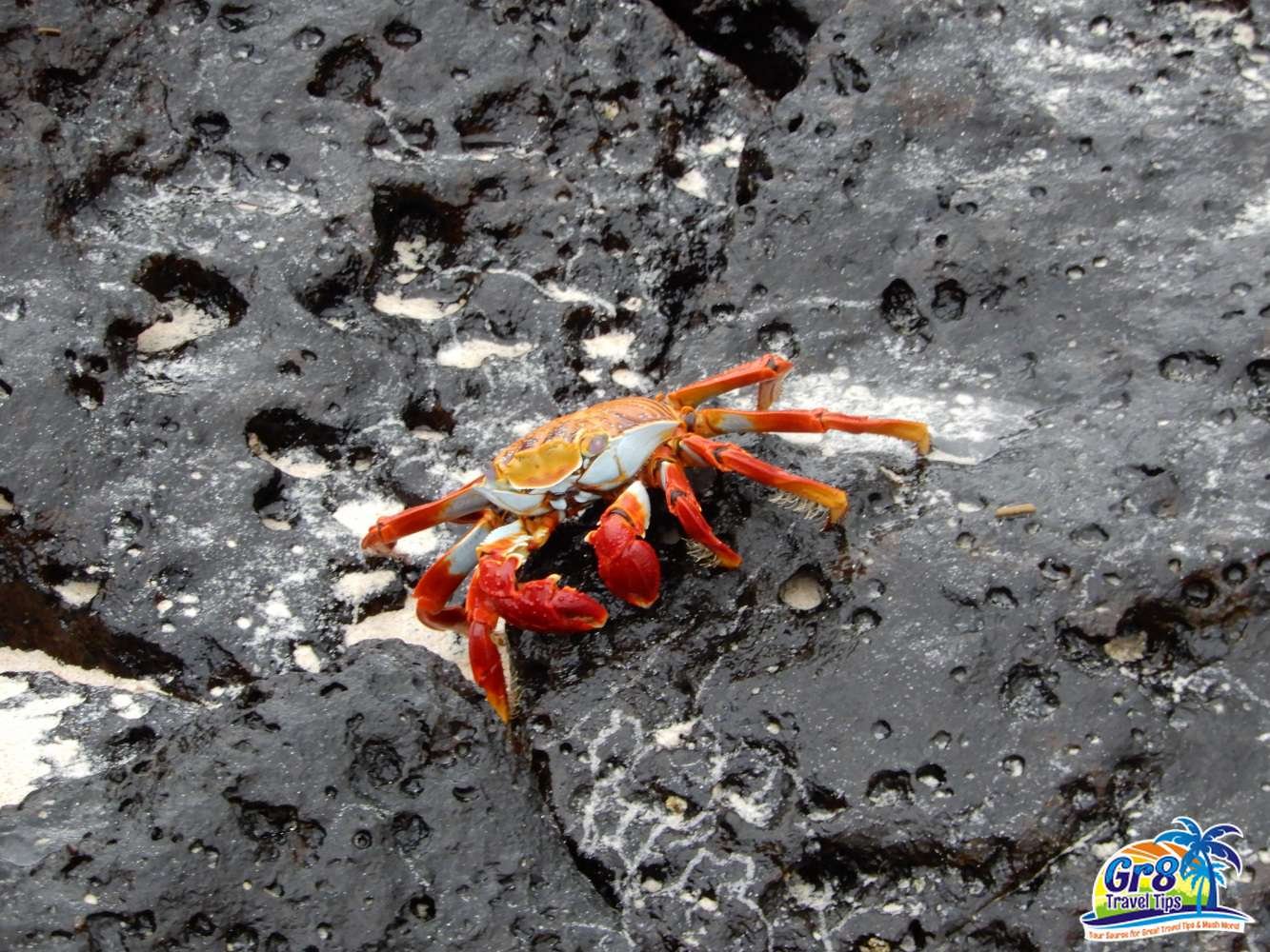 Galapagos Islands Cruise Review {Santa Cruz II} - Gr8 Travel Tips