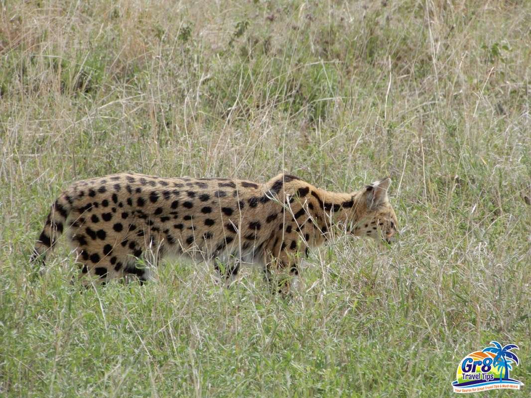 Serengeti's Wildlife Wonders {Travel Photographs} - Gr8 Travel Tips